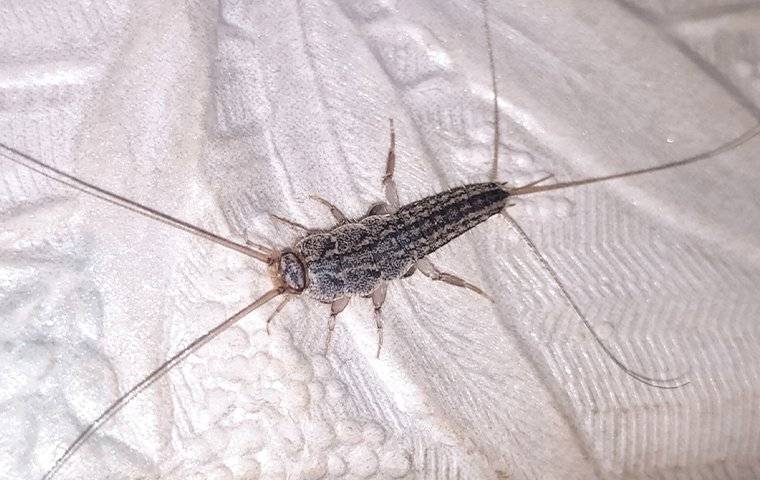 Everything You Need To Know About The Silverfish In Redding