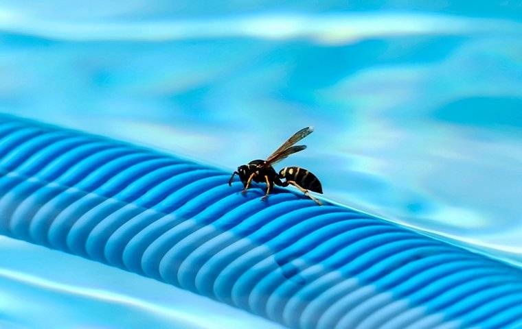 The Ultimate Guide To Wasp Control: Tips For Keeping Your Redding Yard ...