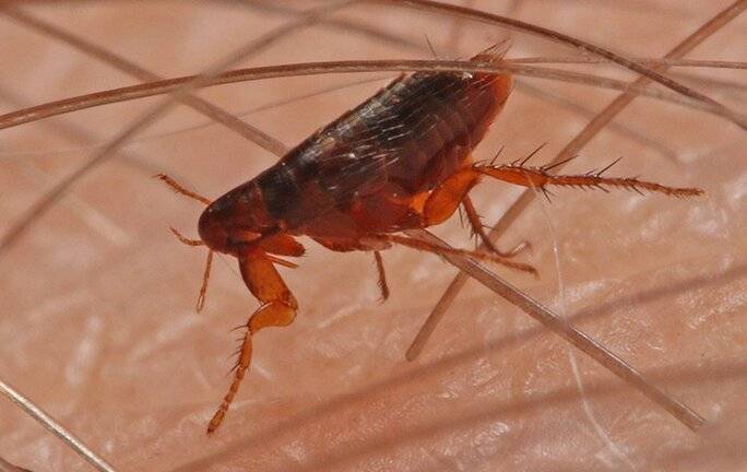 Blog - How Dangerous Are The Fleas In Redding?