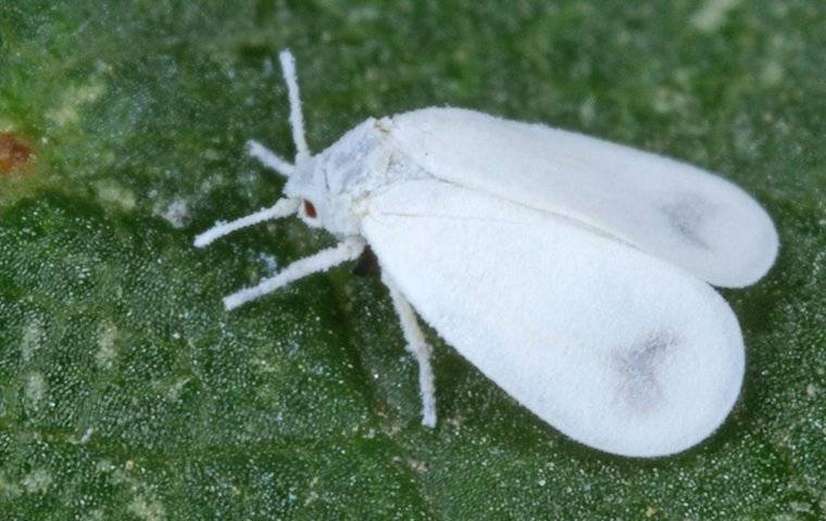 How To Identify And Get Rid Of Whiteflies Around Your Redding Home